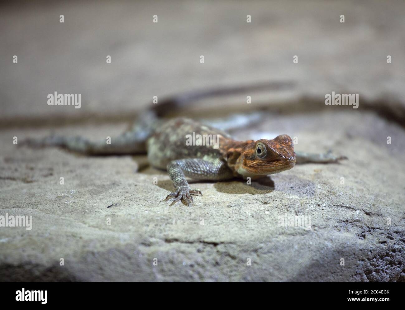 Lizard sitting on a rock Stock Photo - Alamy