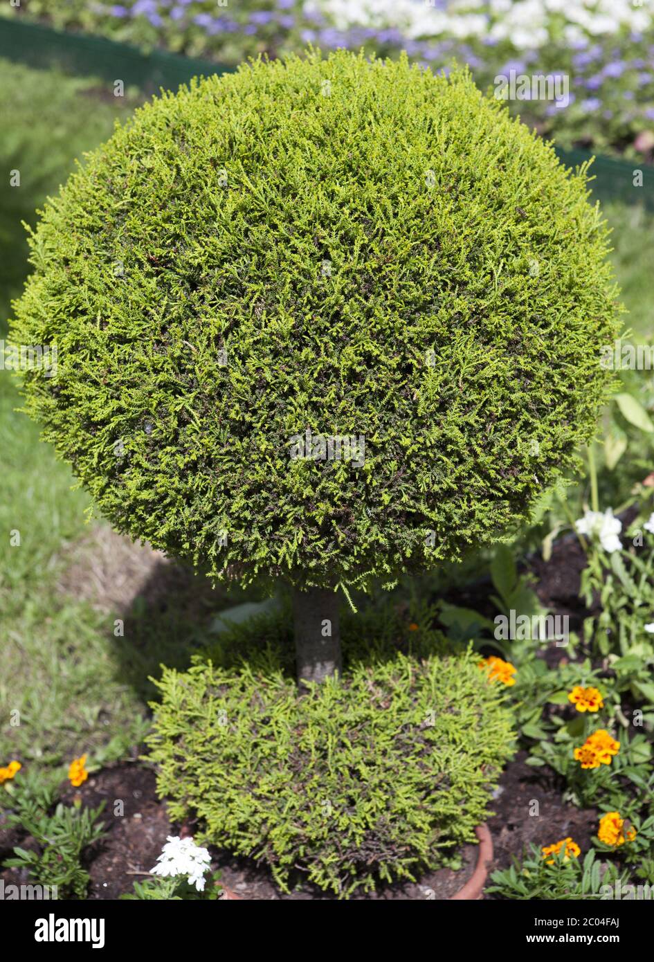 decorative green shrub in shape of ball Stock Photo - Alamy