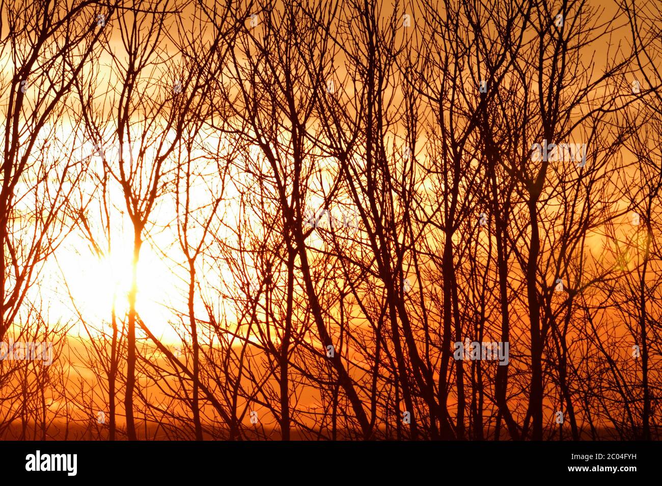 Tree branches on dramatic sunset sky - abstract photo Stock Photo - Alamy
