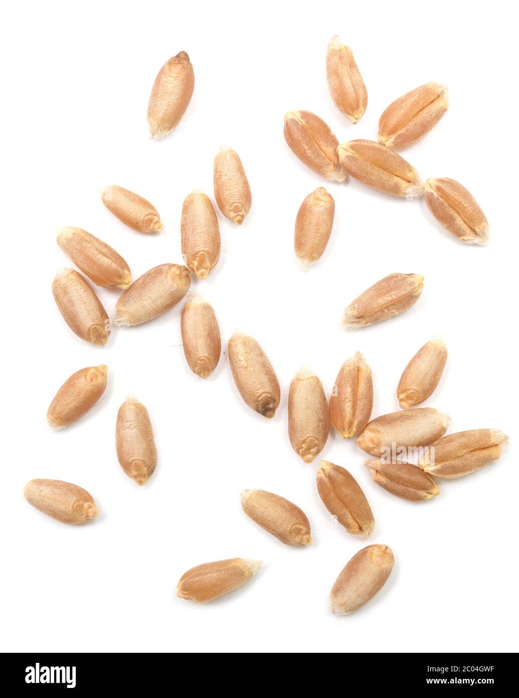 Growing grain Cut Out Stock Images & Pictures - Alamy