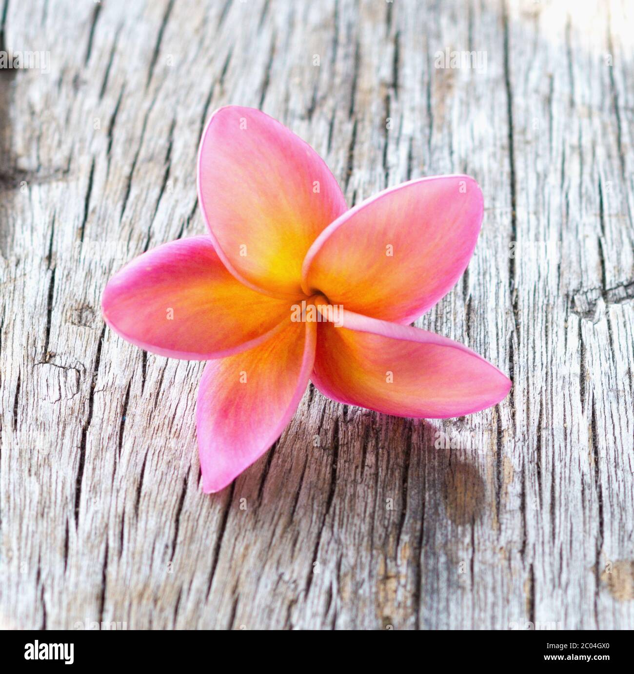 Tahitian red hi-res stock photography and images - Alamy
