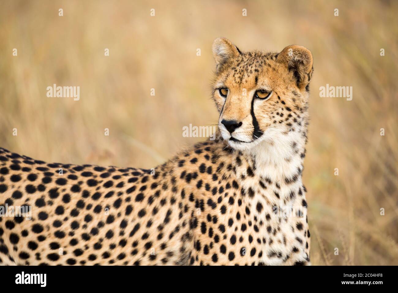 One portrait of a cheetah in the grass landscape Stock Photo - Alamy
