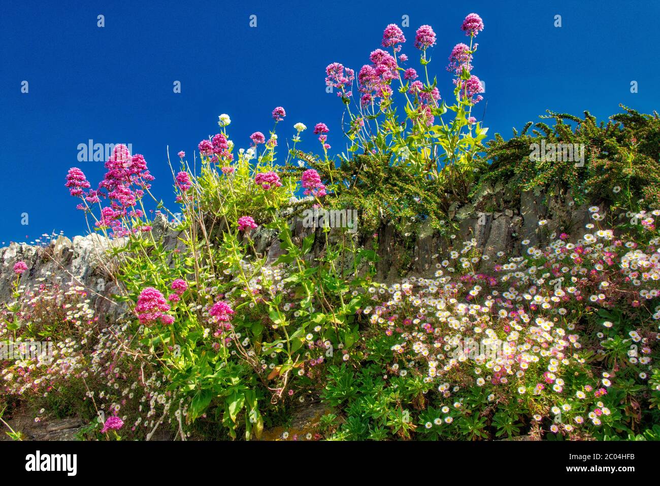 Devon wild flowers hi-res stock photography and images - Alamy