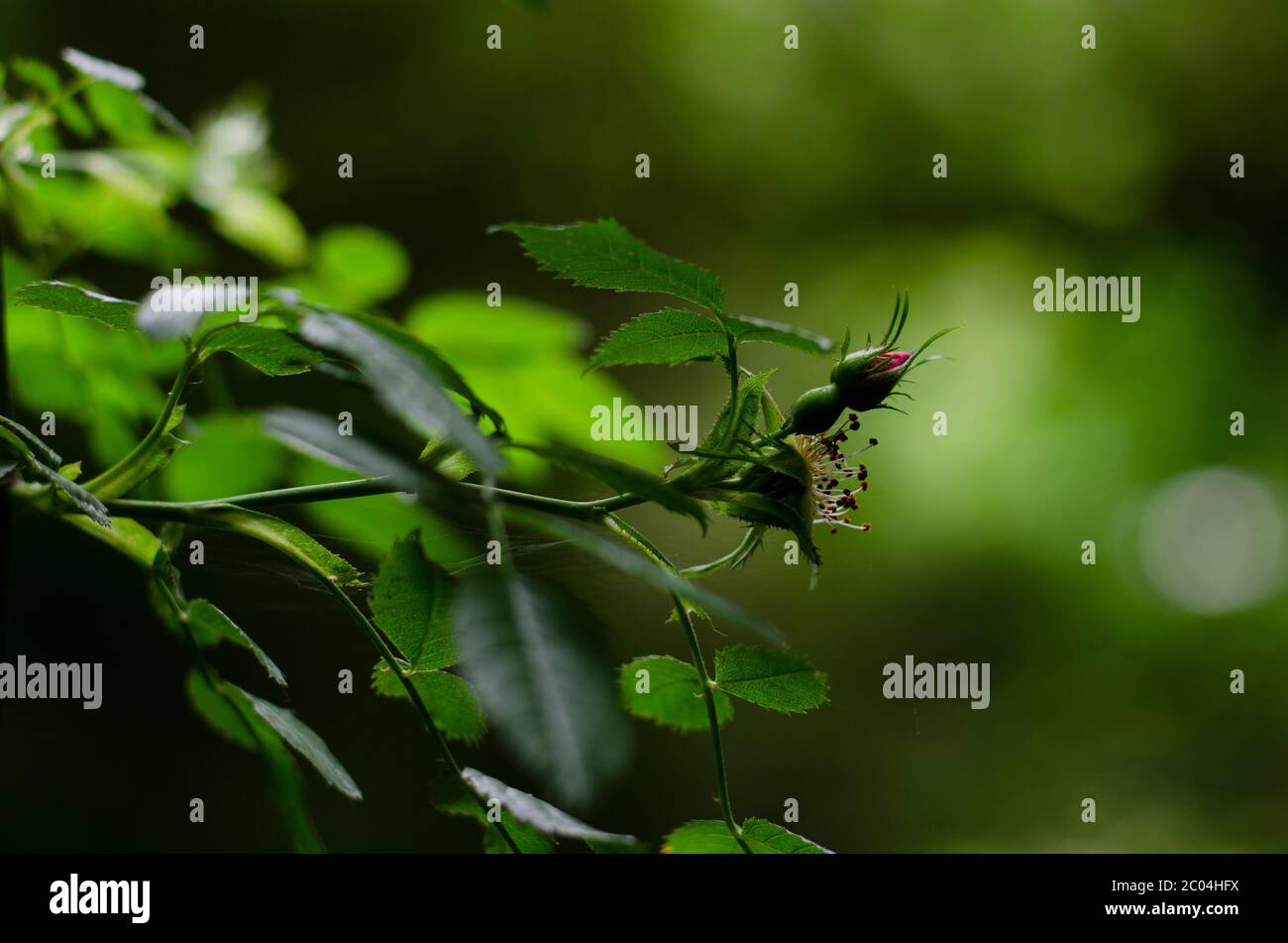 New Rose Blossom in Dark Forest Stock Photo - Alamy