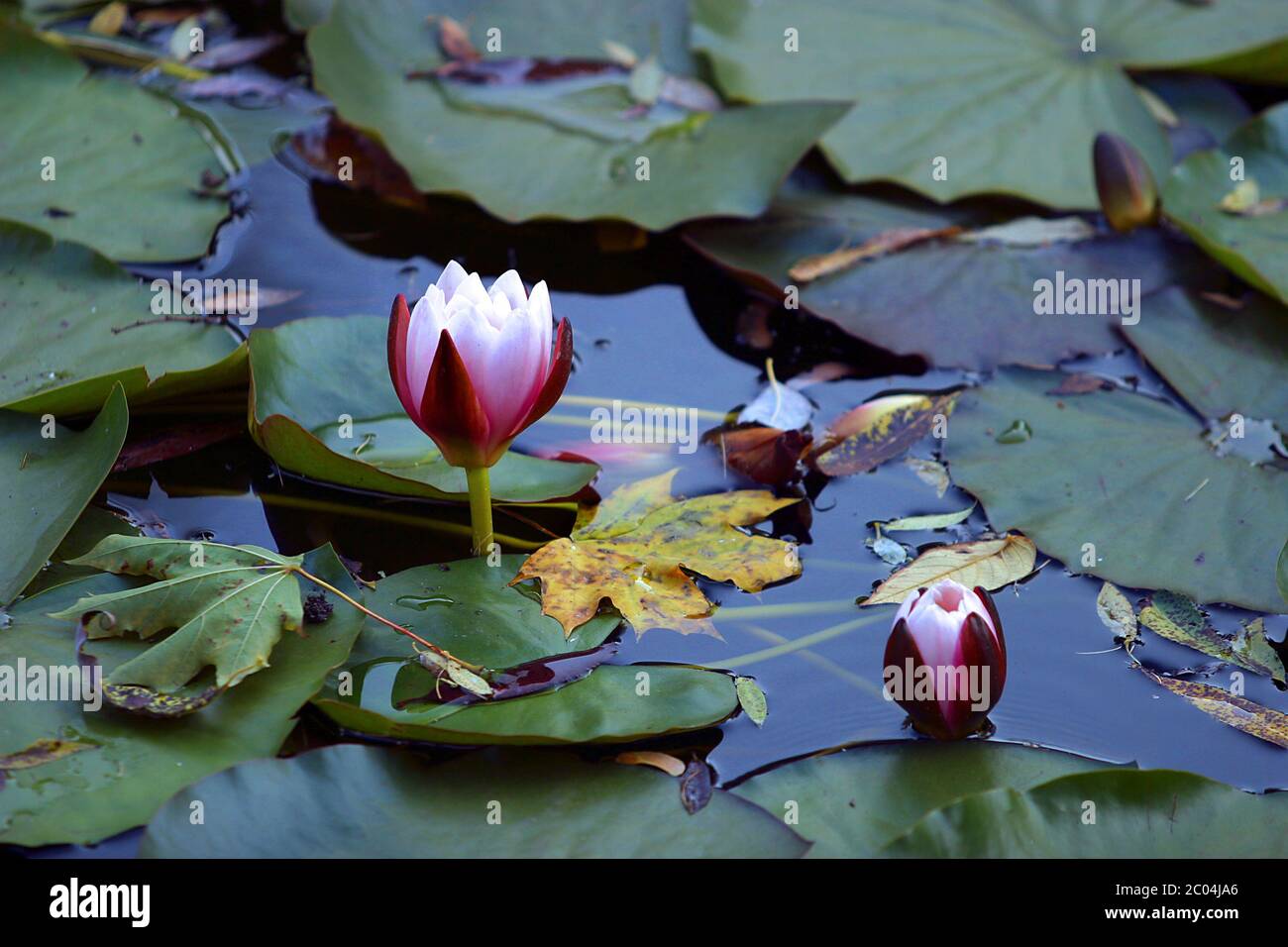Two lotus flowers in water hi-res stock photography and images - Alamy
