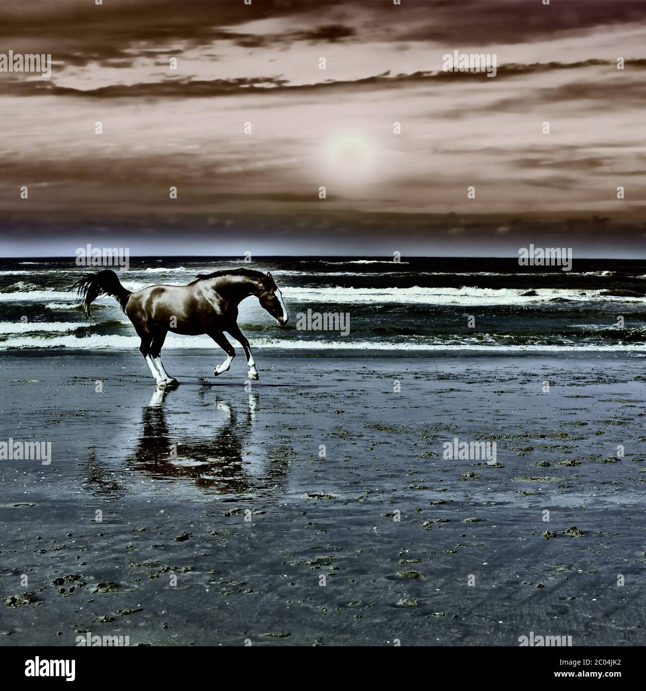 Horse beach night hi-res stock photography and images - Alamy