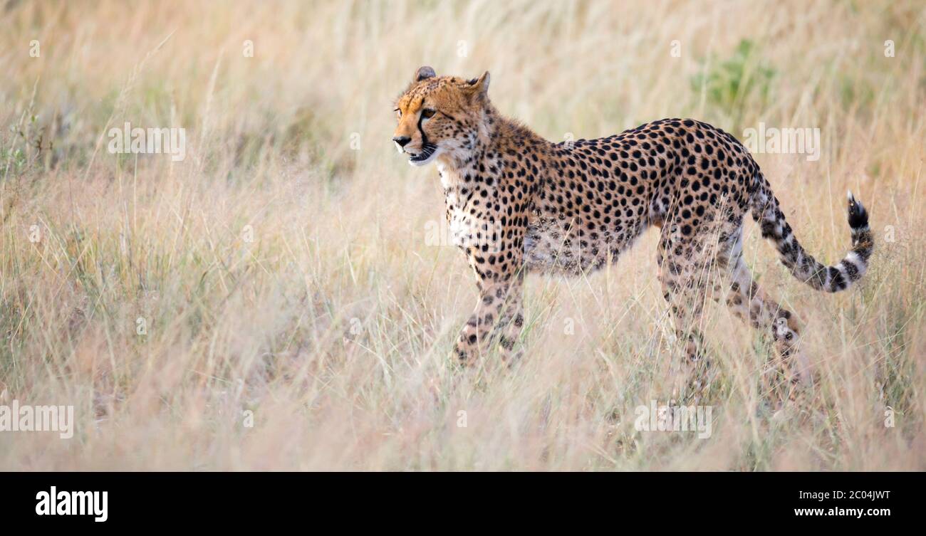 Cheetah In Nature High Resolution Stock Photography and Images - Alamy