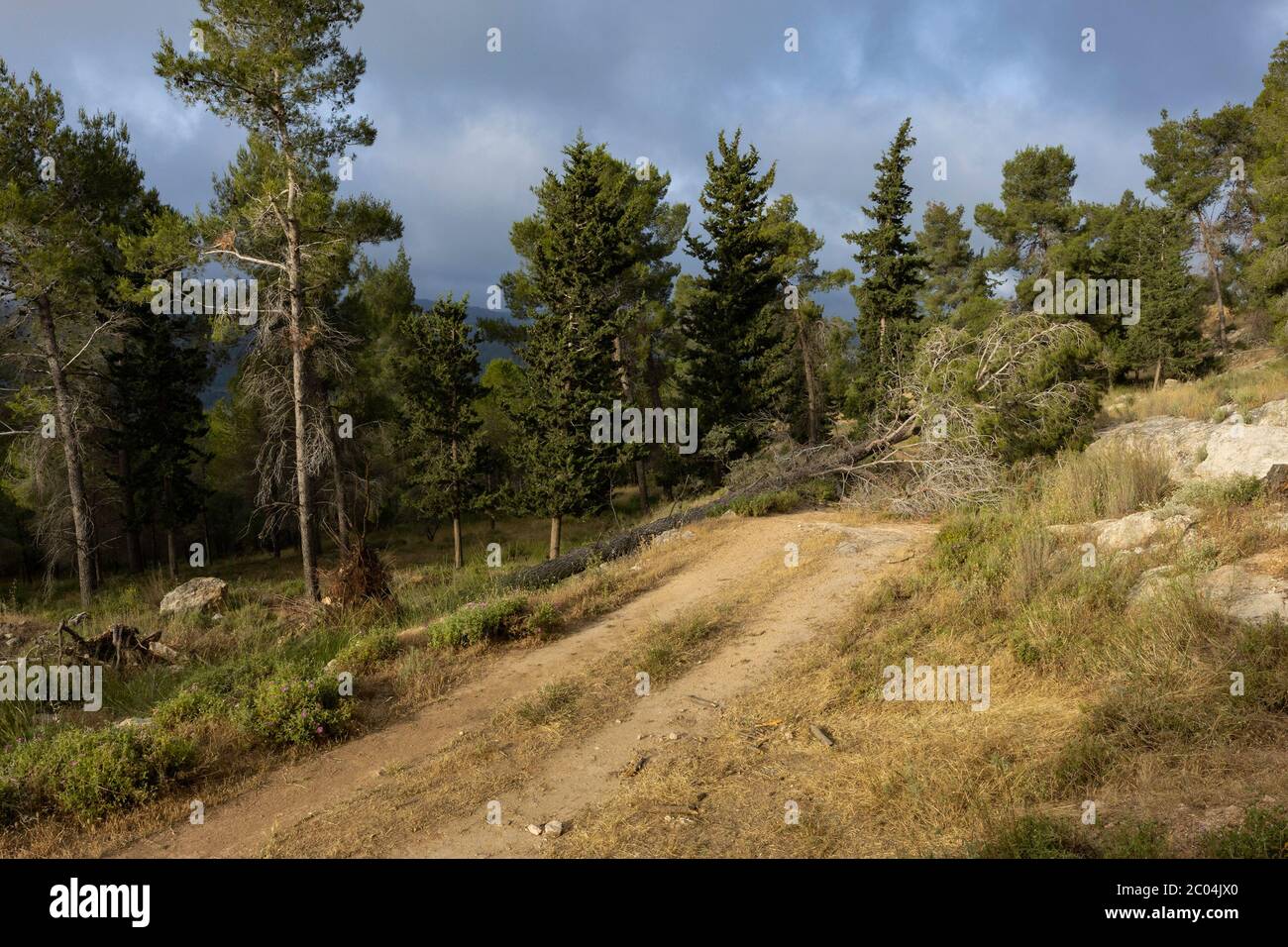 A forest path in the Judea mountains near Jerusalem, Israel, Blocked by ...