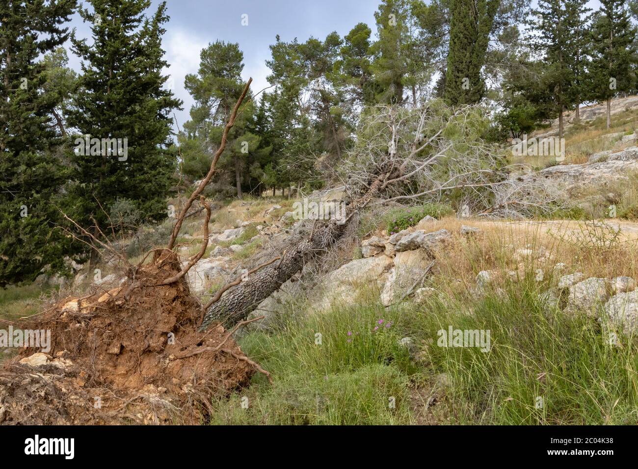 A fallen tree in a forest in the Judea mountains near Jerusalem, Israel ...
