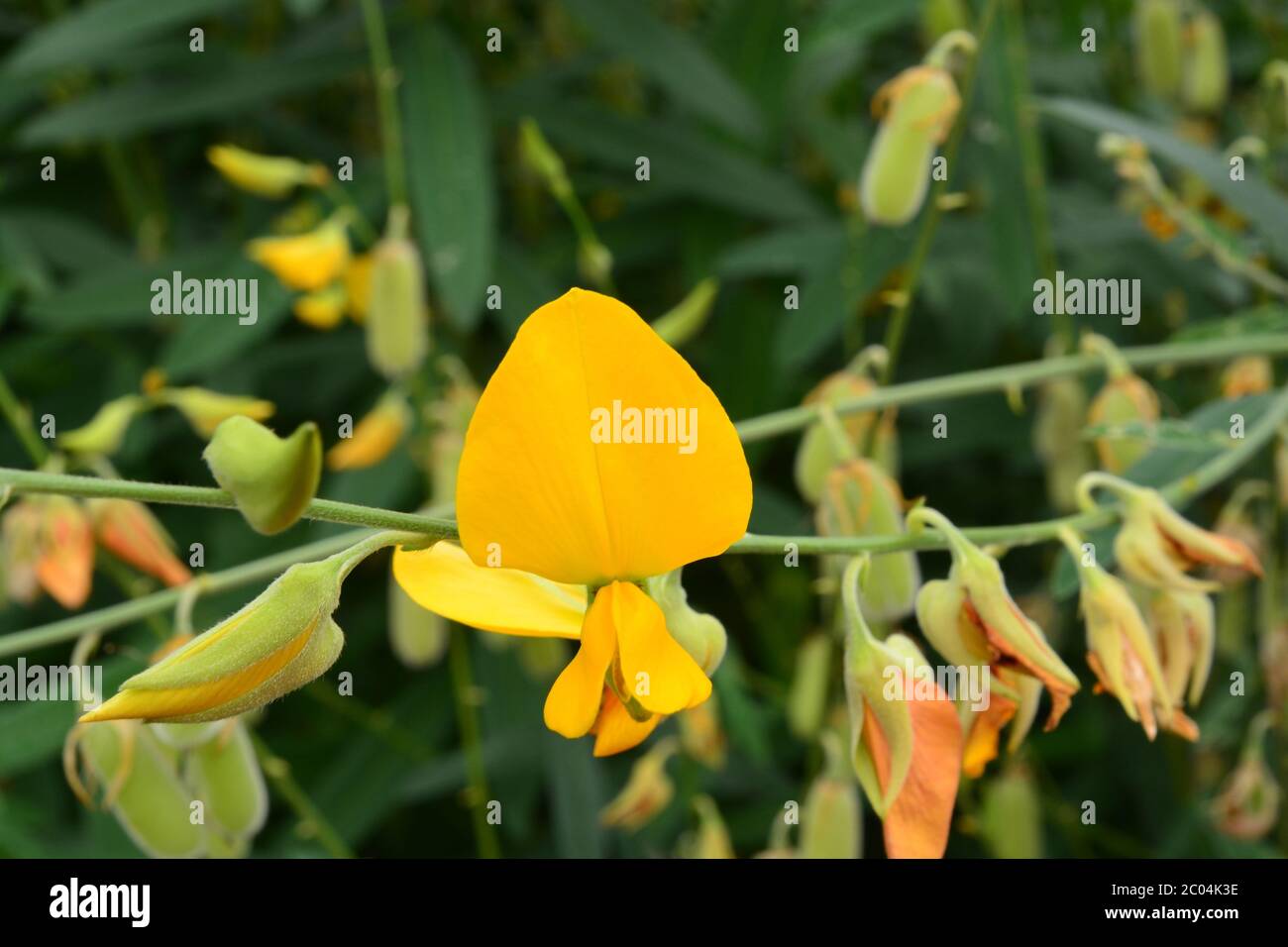 Close up Blooming yellow Sunn hemp flowers or Crotalaria juncea is a ...