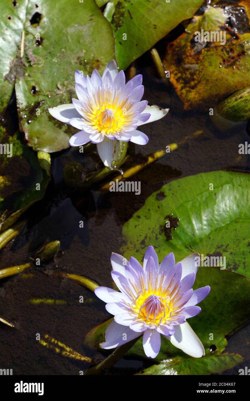 blue lotus - Nymphaea coerulea Stock Photo - Alamy
