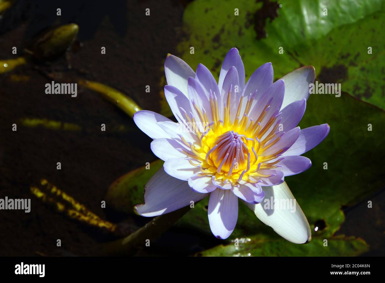 blue lotus - Nymphaea coerulea Stock Photo - Alamy