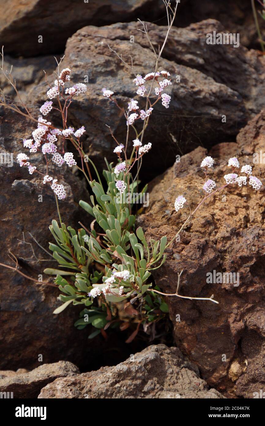 Limonium pectinatum hi-res stock photography and images - Alamy