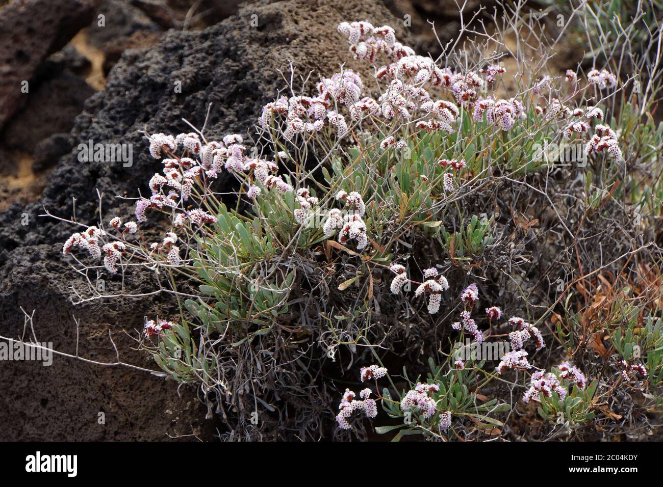 Limonium pectinatum hi-res stock photography and images - Alamy