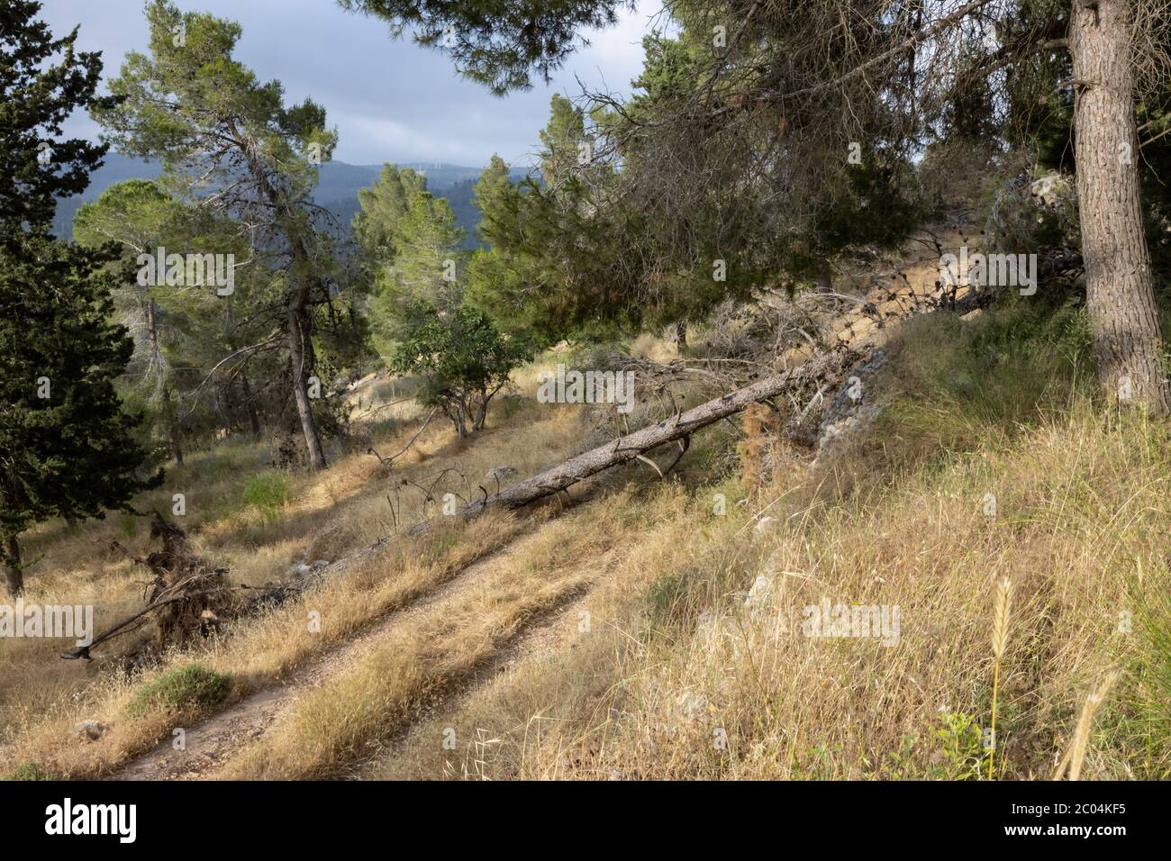 A forest path in the Judea mountains near Jerusalem, Israel, Blocked by ...