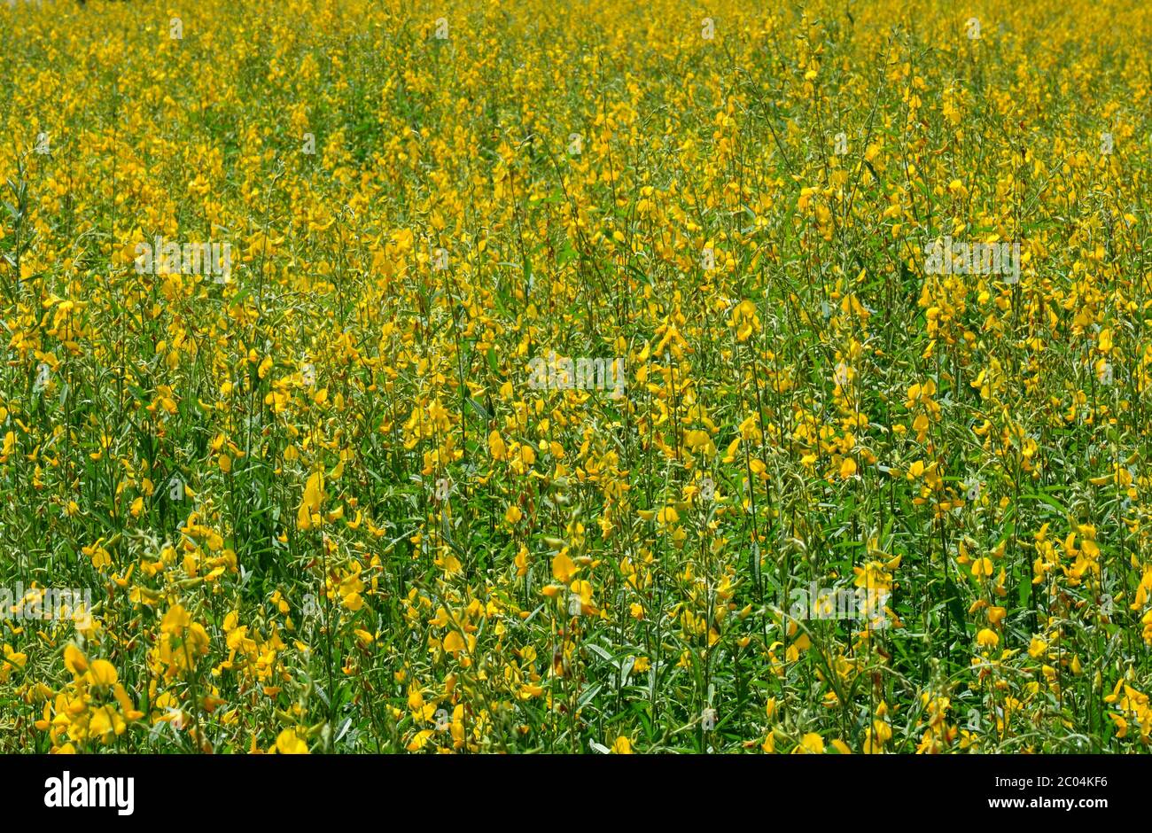 Farm Sunn Hemp flowers, Indian hemp flower field, Madras hemp or ...