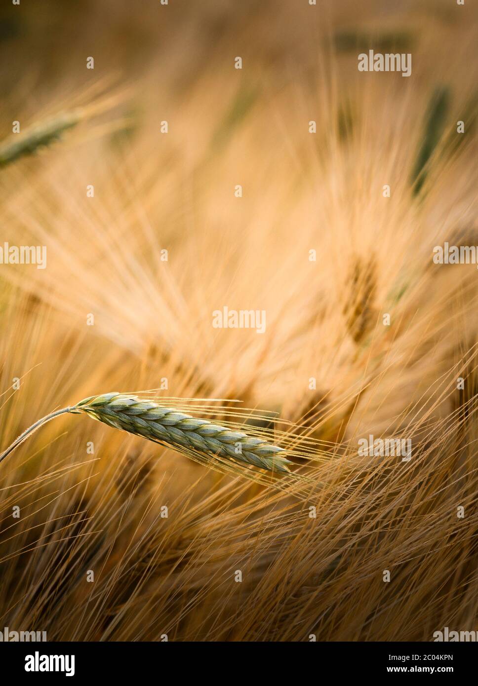 Open wheat field at sunset.Wheat field Stock Photo - Alamy