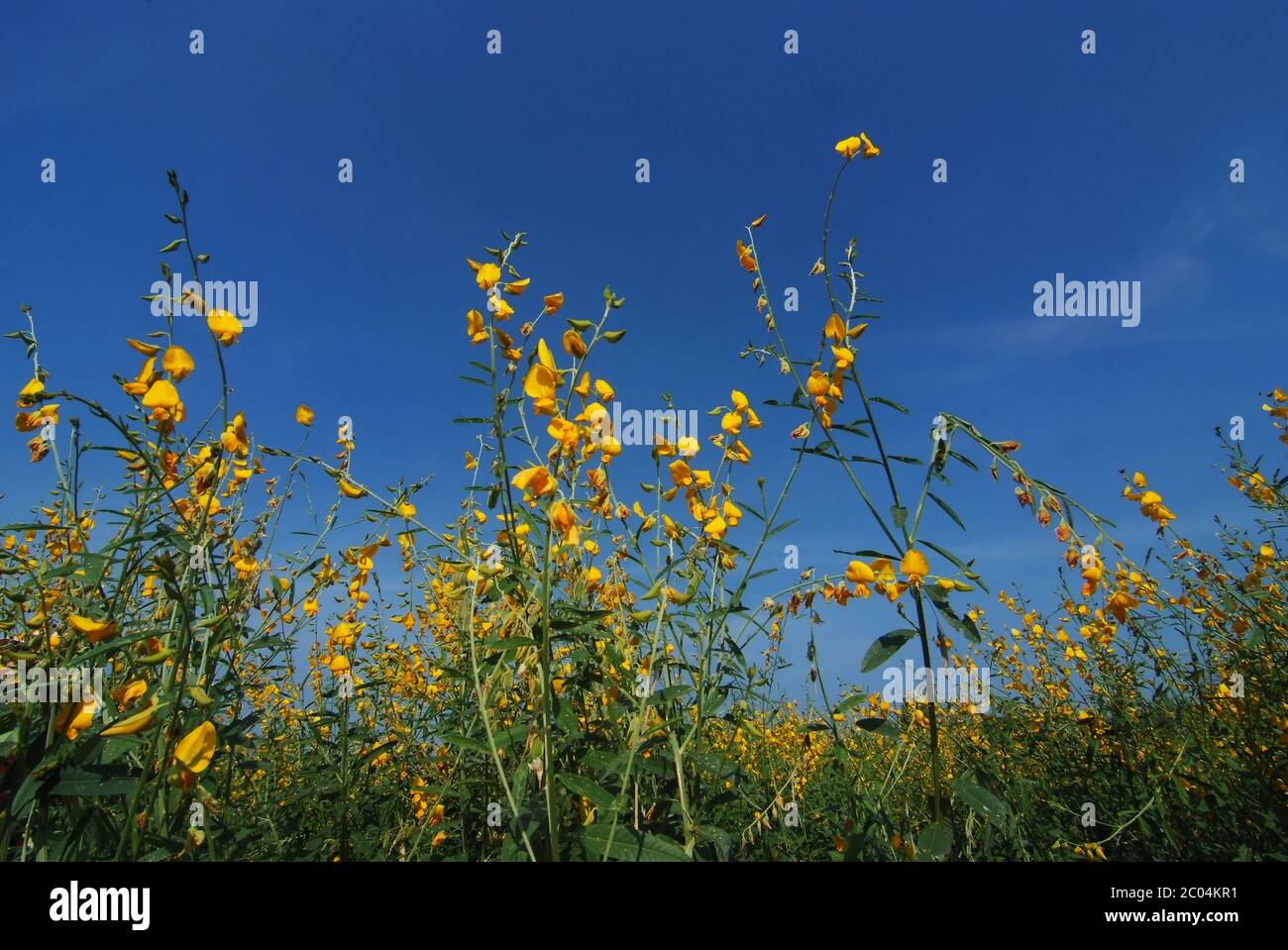 Farm Sunn Hemp flowers, Indian hemp flower field, Madras hemp or ...