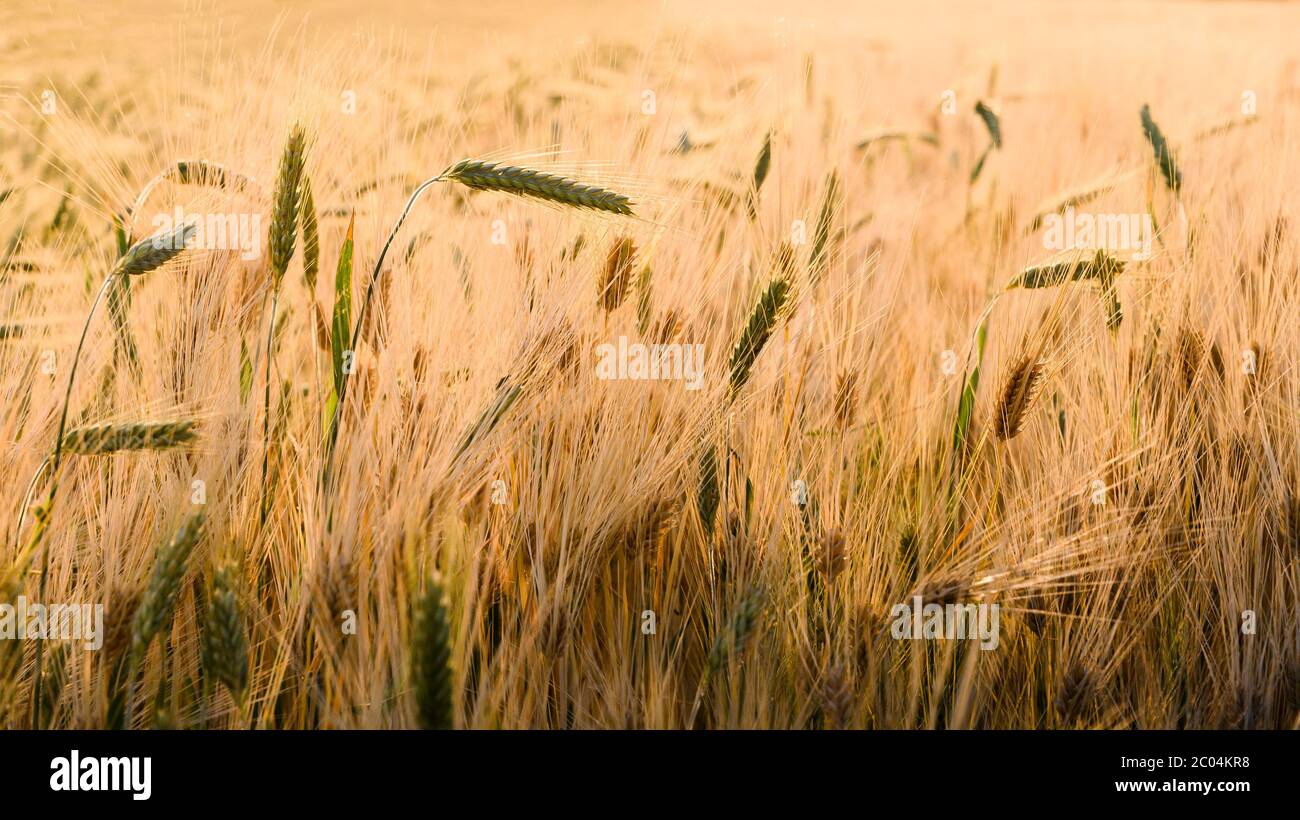 Open wheat field at sunset.Wheat field Stock Photo - Alamy