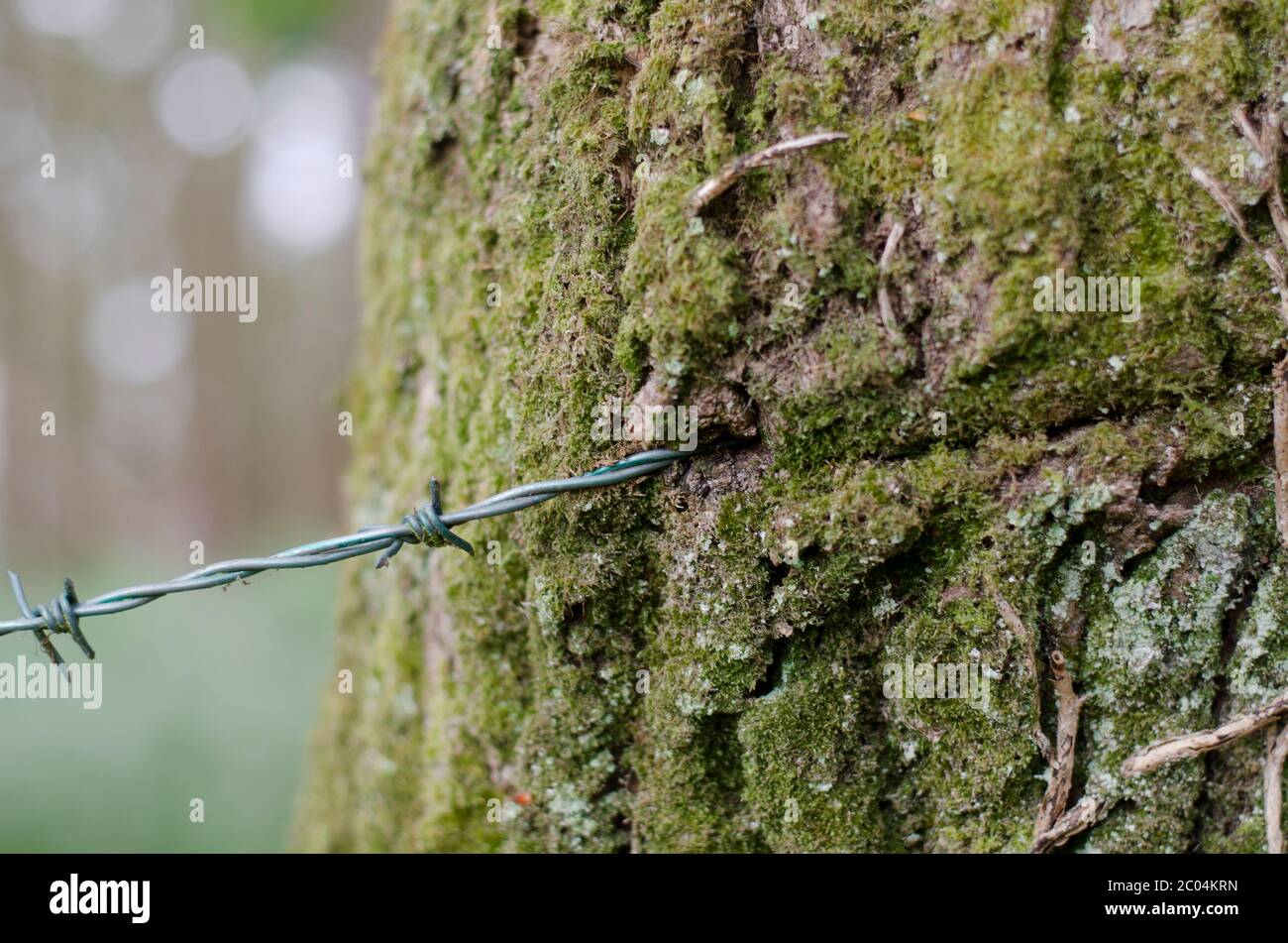 Fence With Tree Trunk Growing Around Stock Photo - Alamy