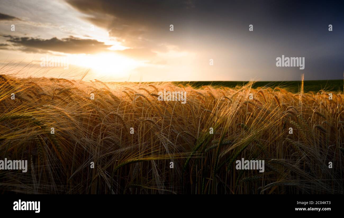 Open wheat field at sunset.Wheat field Stock Photo - Alamy