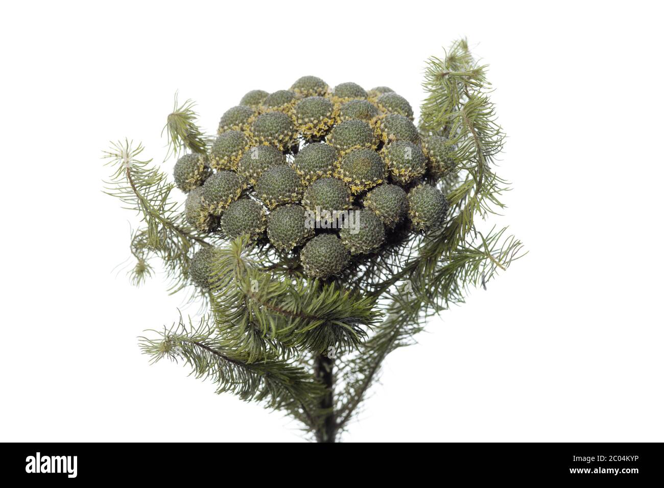 Brunia albiflora green. Close up beautiful flowers isolated on white ...