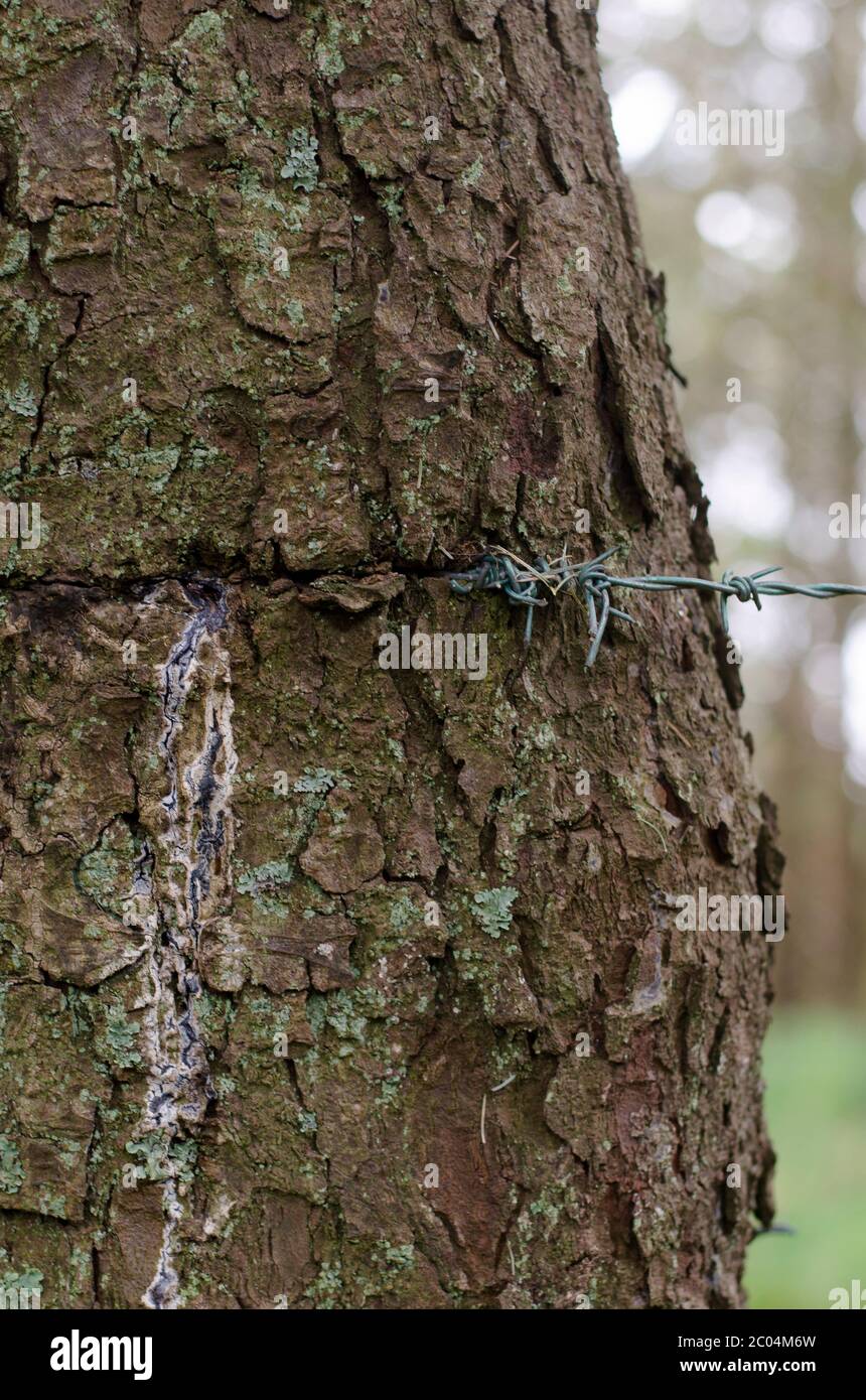 Fence With Tree Trunk Growing Around Stock Photo - Alamy