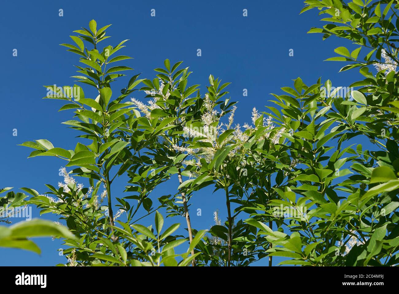 Manna flowering ash tree hi-res stock photography and images - Alamy