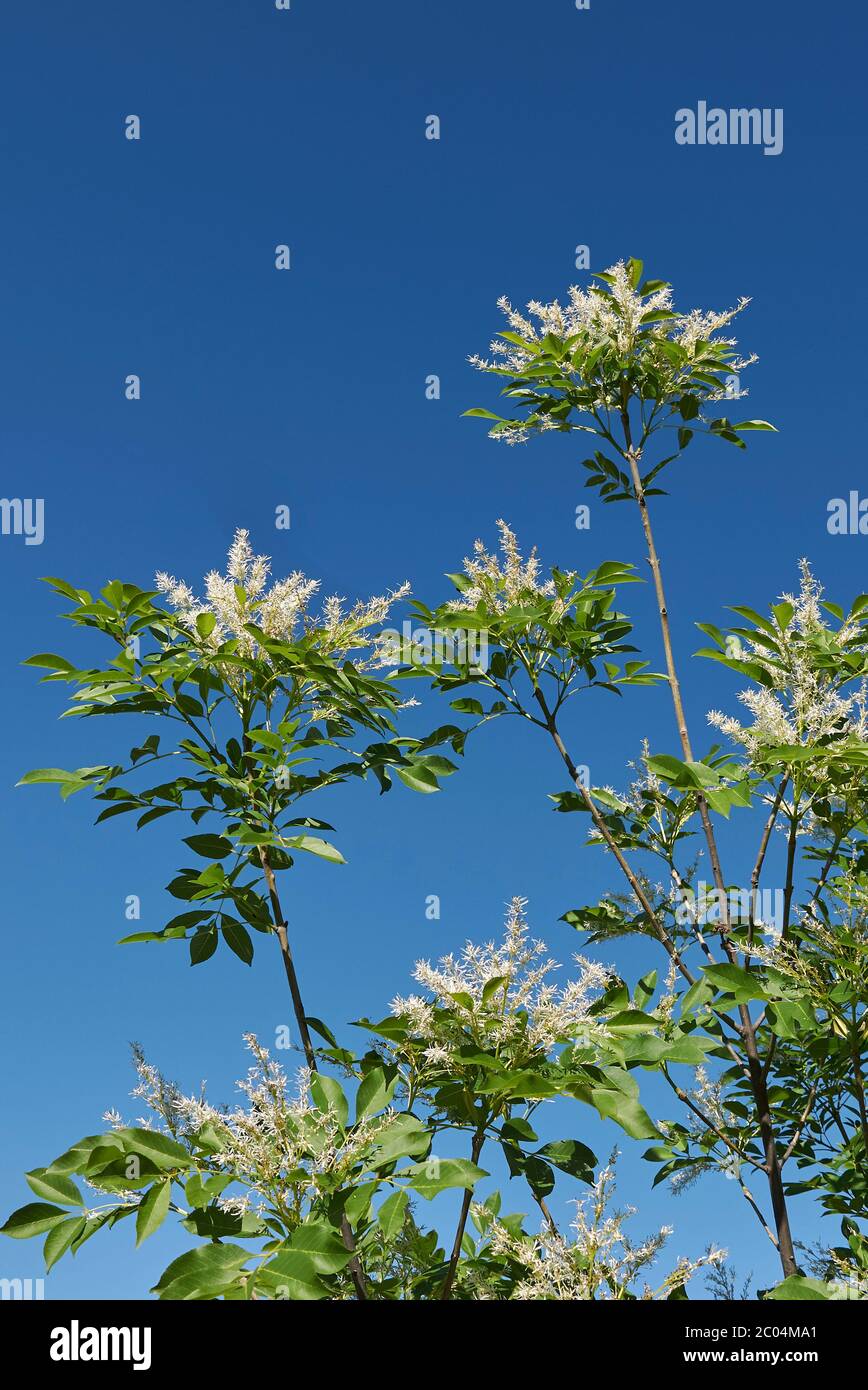 Fraxinus ornus tree in bloom Stock Photo - Alamy