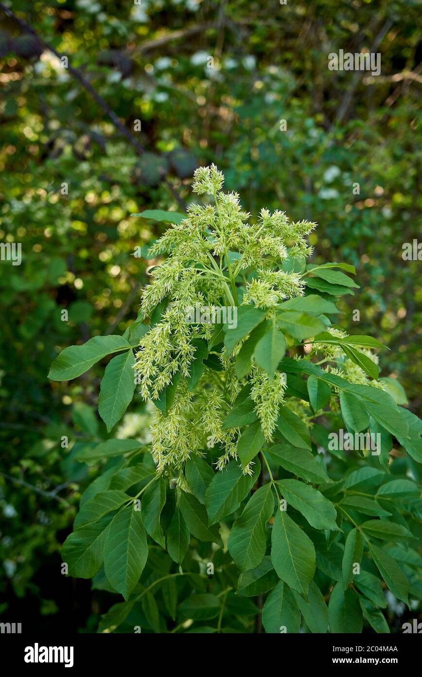 Fraxinus ornus tree in bloom Stock Photo - Alamy