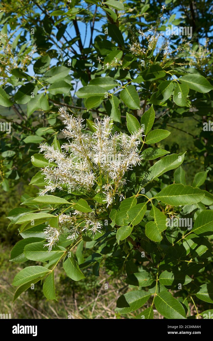 Manna ash (fraxinus ornus) hi-res stock photography and images - Alamy