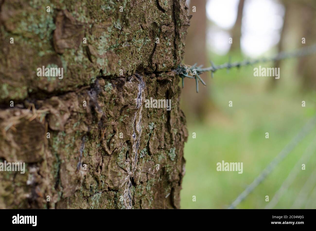 Tree growing around fence hi-res stock photography and images - Alamy