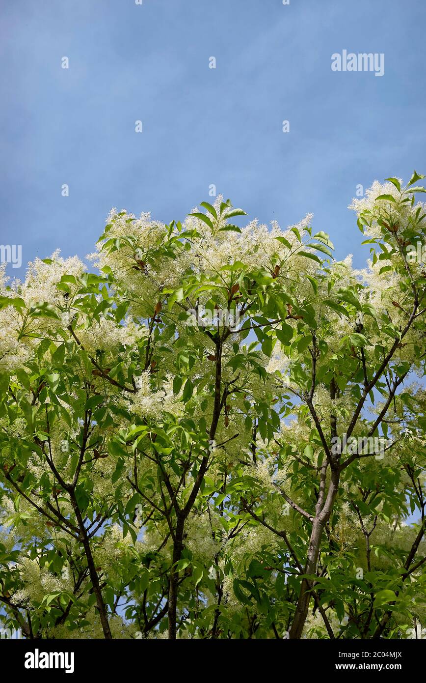 Fraxinus ornus tree in bloom Stock Photo - Alamy