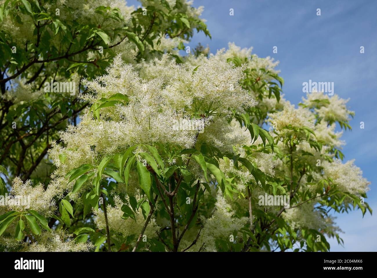 Fraxinus ornus tree in bloom Stock Photo - Alamy
