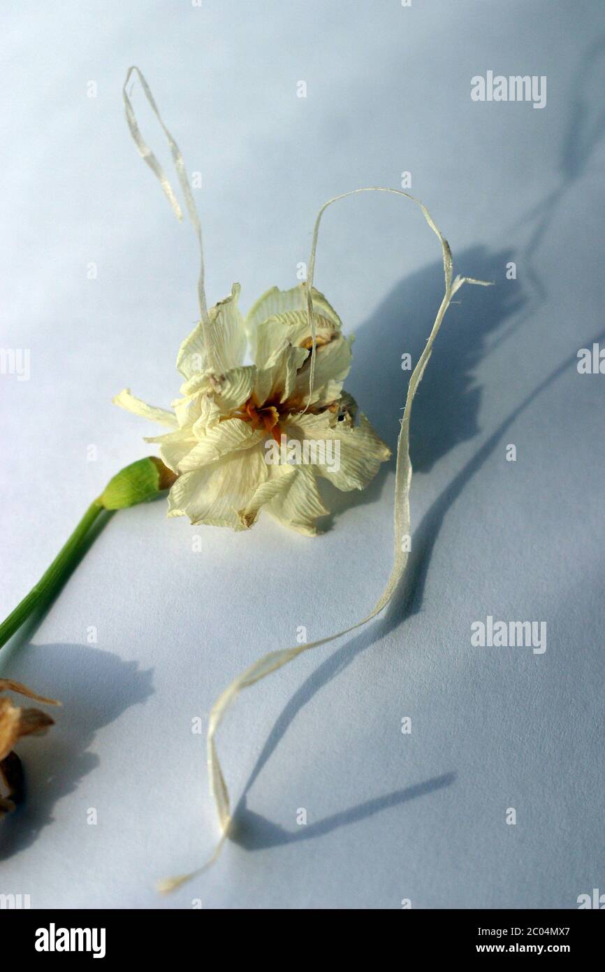 Withering bloom hi-res stock photography and images - Alamy