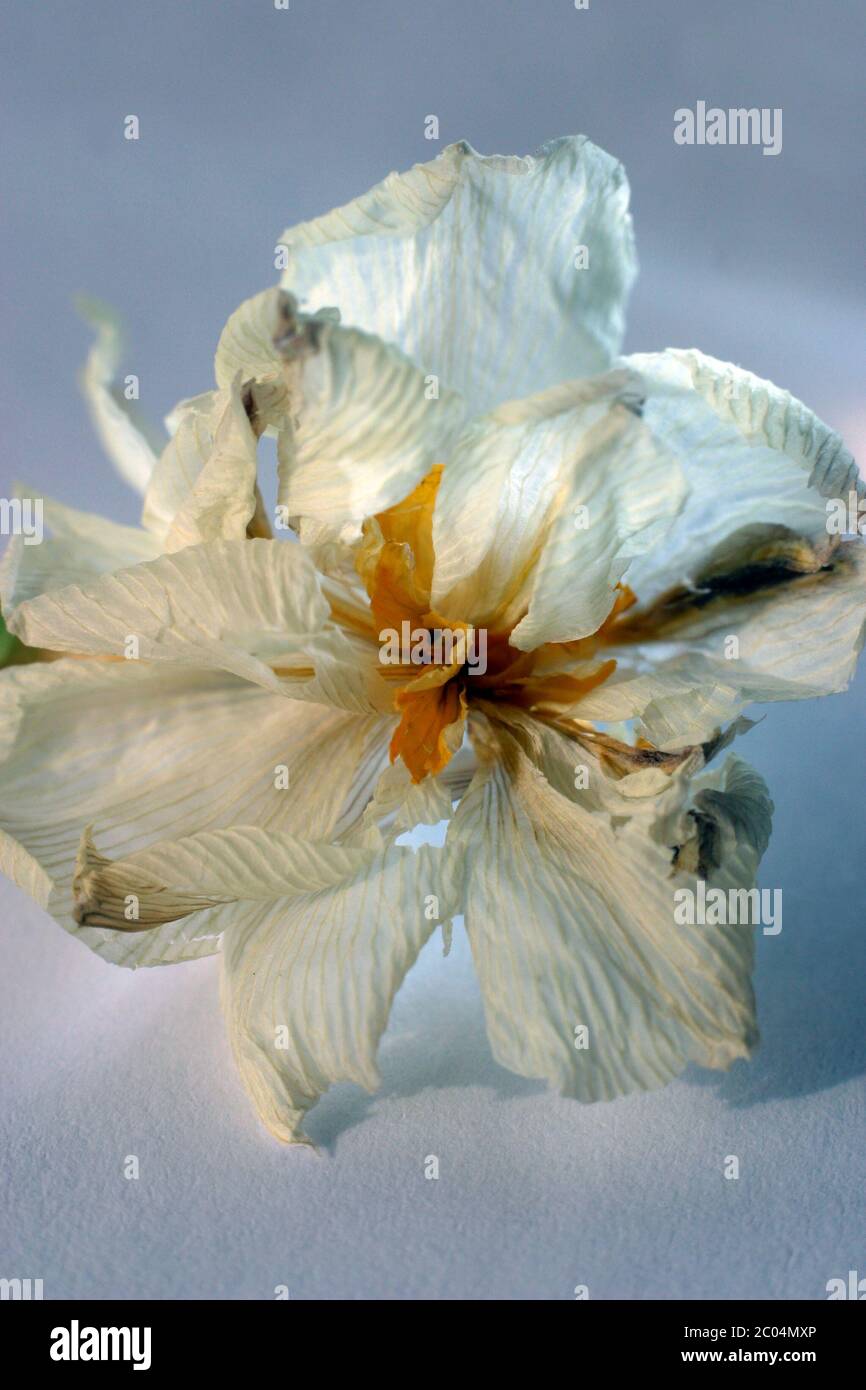Withering bloom hi-res stock photography and images - Alamy