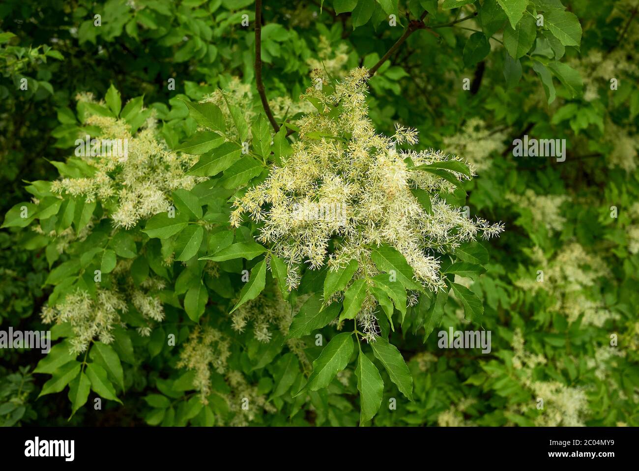 Fraxinus ornus tree in bloom Stock Photo - Alamy