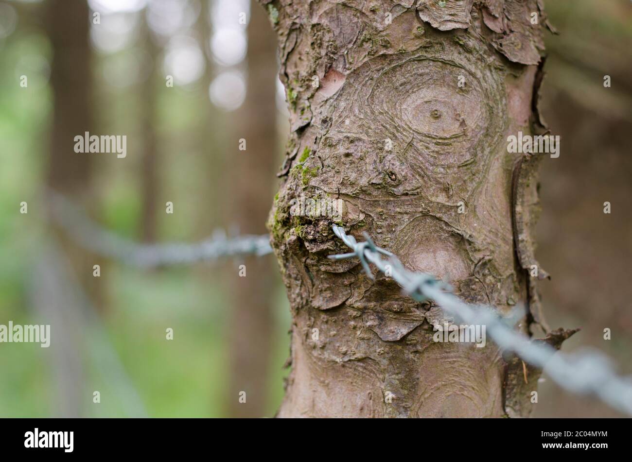 Fence With Tree Trunk Growing Around Stock Photo - Alamy