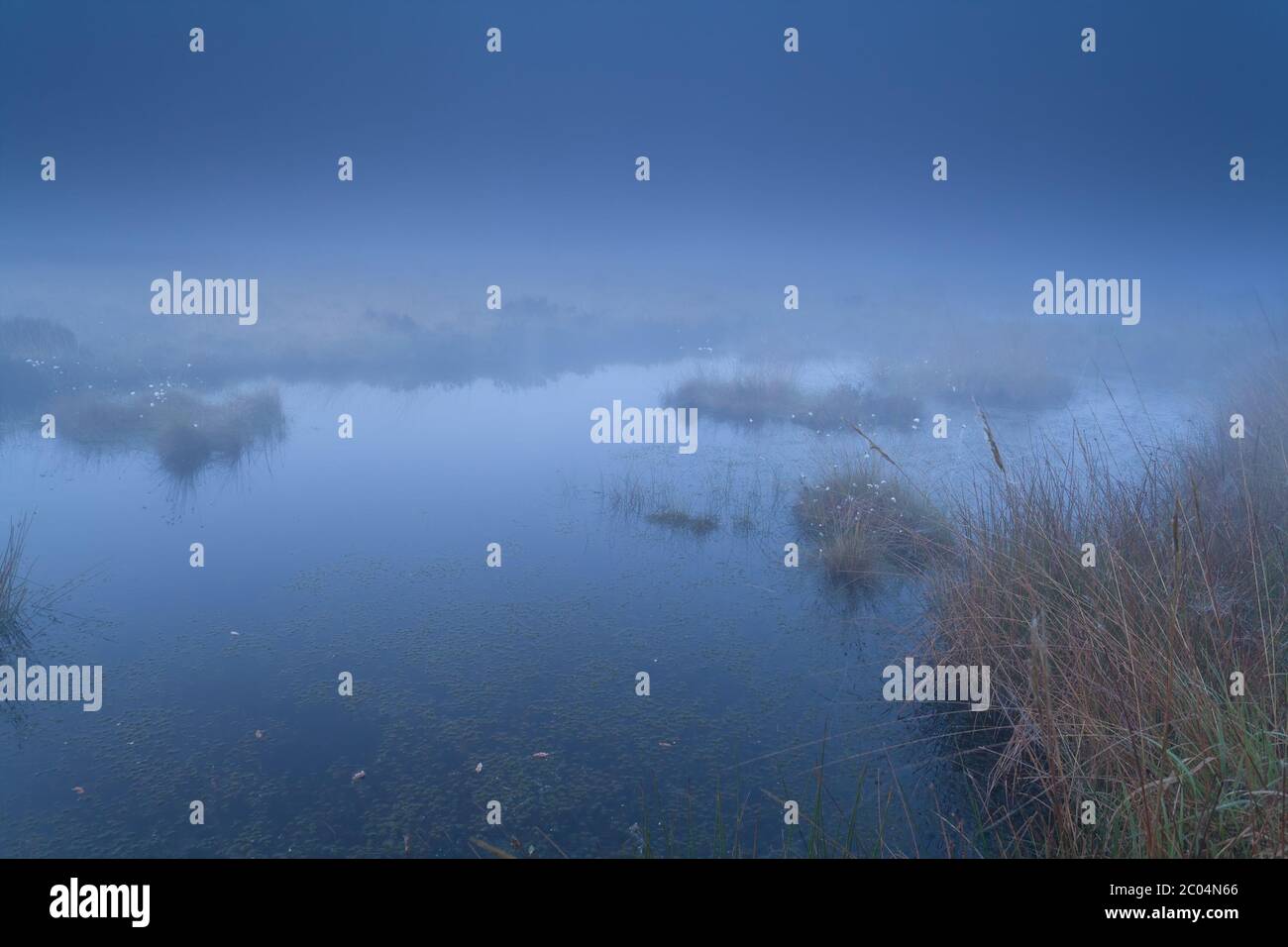 foggy swamp in dusk Stock Photo - Alamy