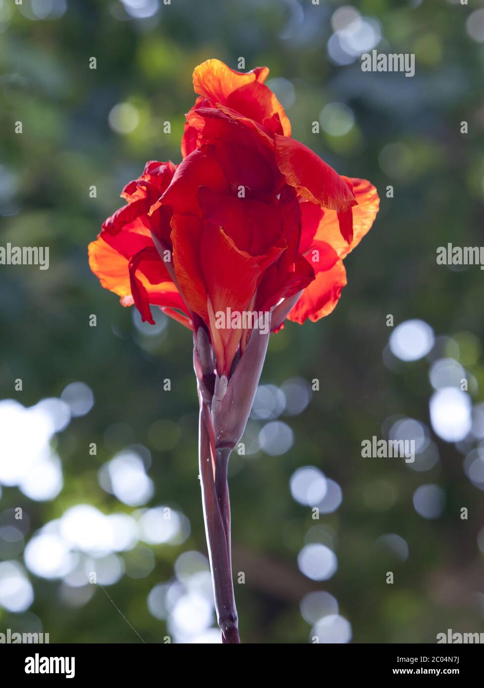 Big tropical flower hi-res stock photography and images - Alamy