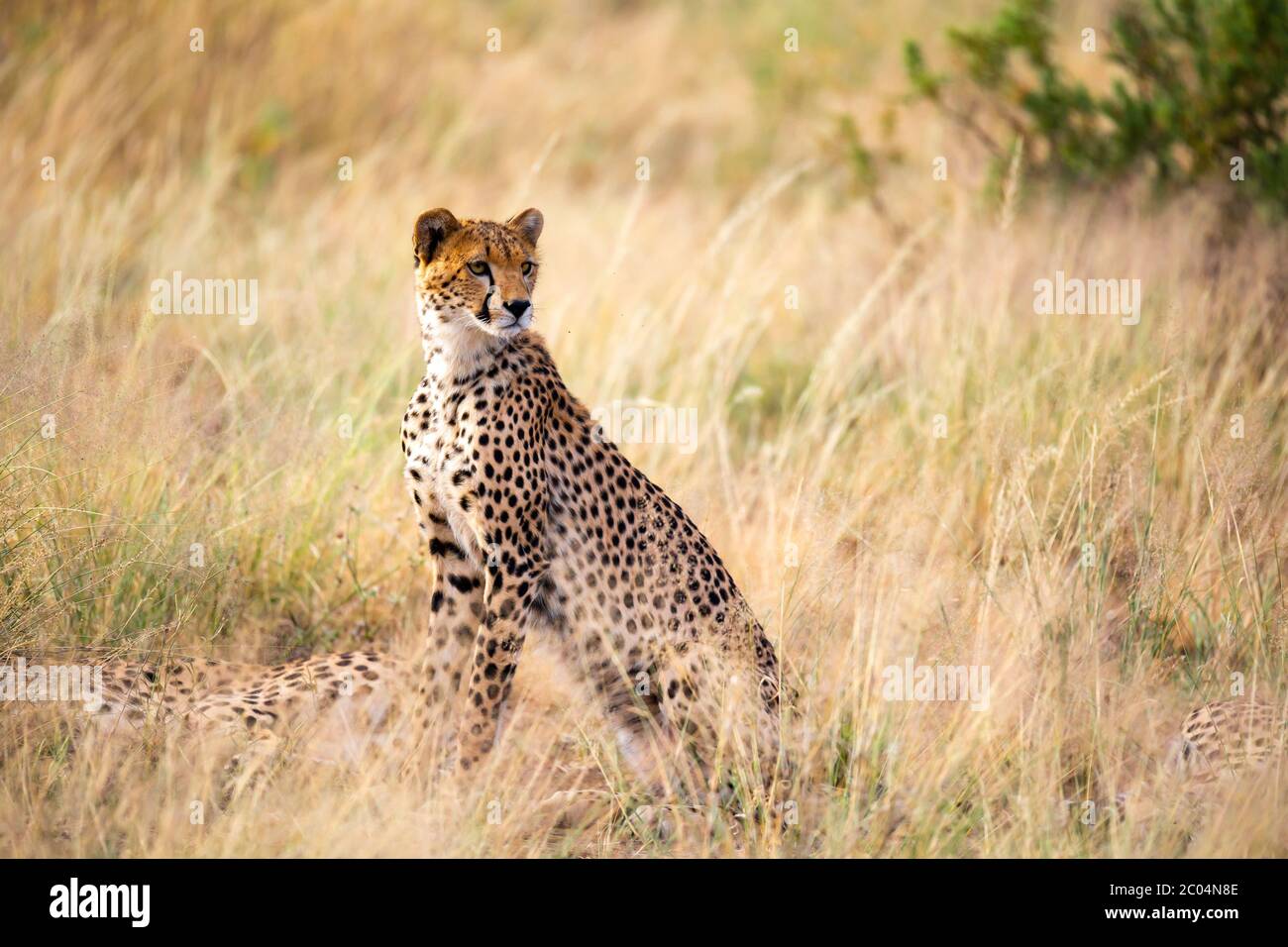 Gepard running hi-res stock photography and images - Alamy
