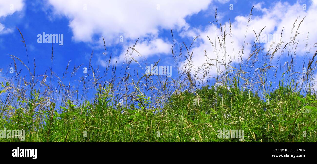 Spring meadow and blue sky.Klee flowers meadow and blue sky Stock Photo ...