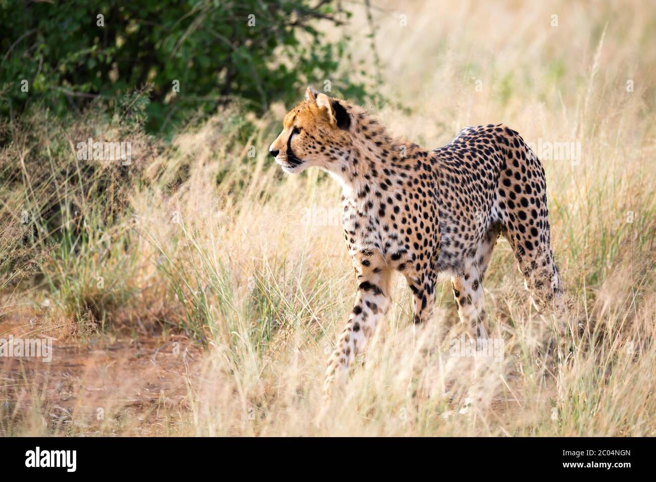 One portrait of a cheetah in the grass landscape Stock Photo - Alamy