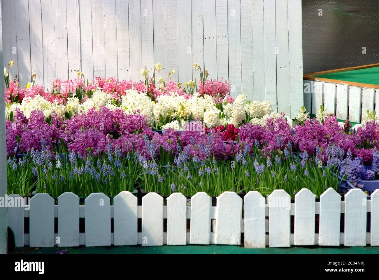 Temperate flowers by White picket fence surrounded Stock Photo - Alamy