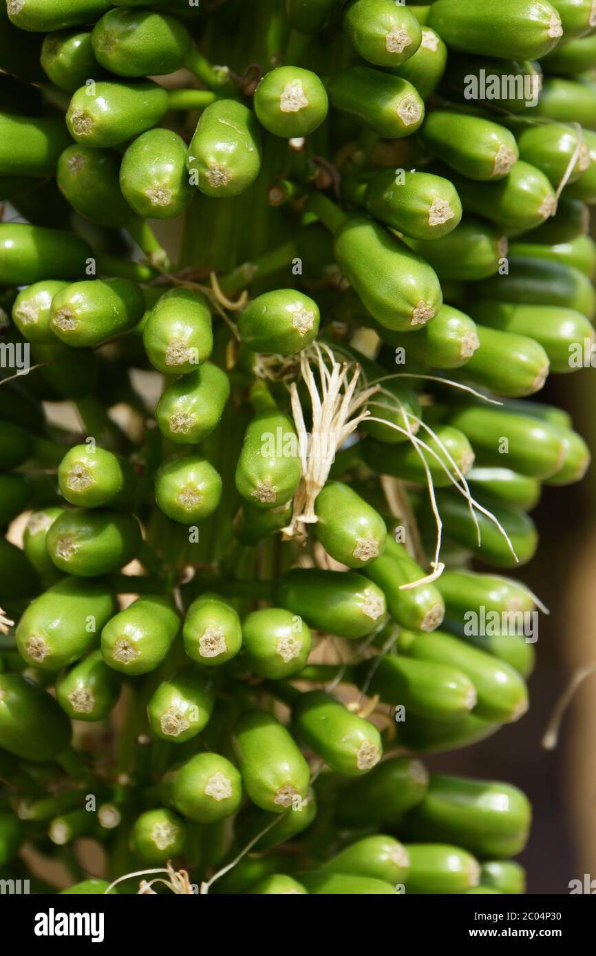 Dragon Tree Agave (Agave attenuata Stock Photo - Alamy