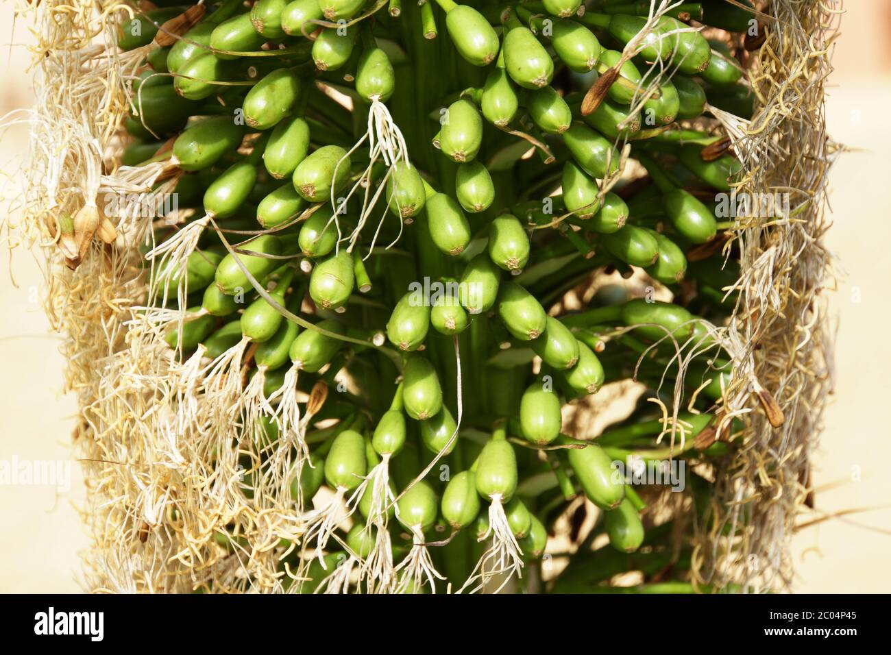 Dragon Tree Agave (Agave attenuata Stock Photo - Alamy