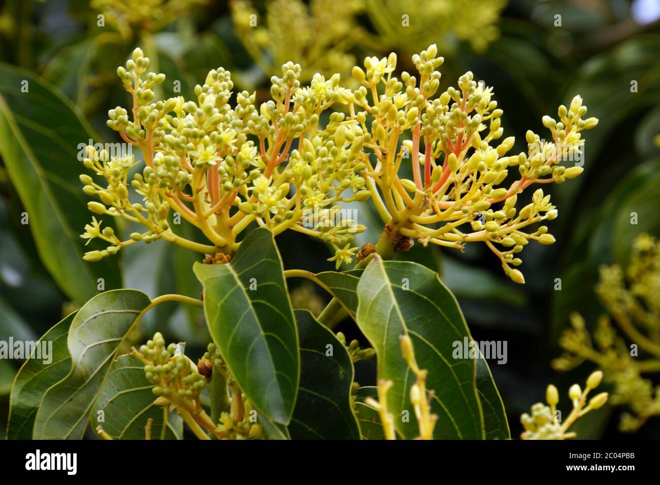 Avocado - Persea americana Stock Photo - Alamy