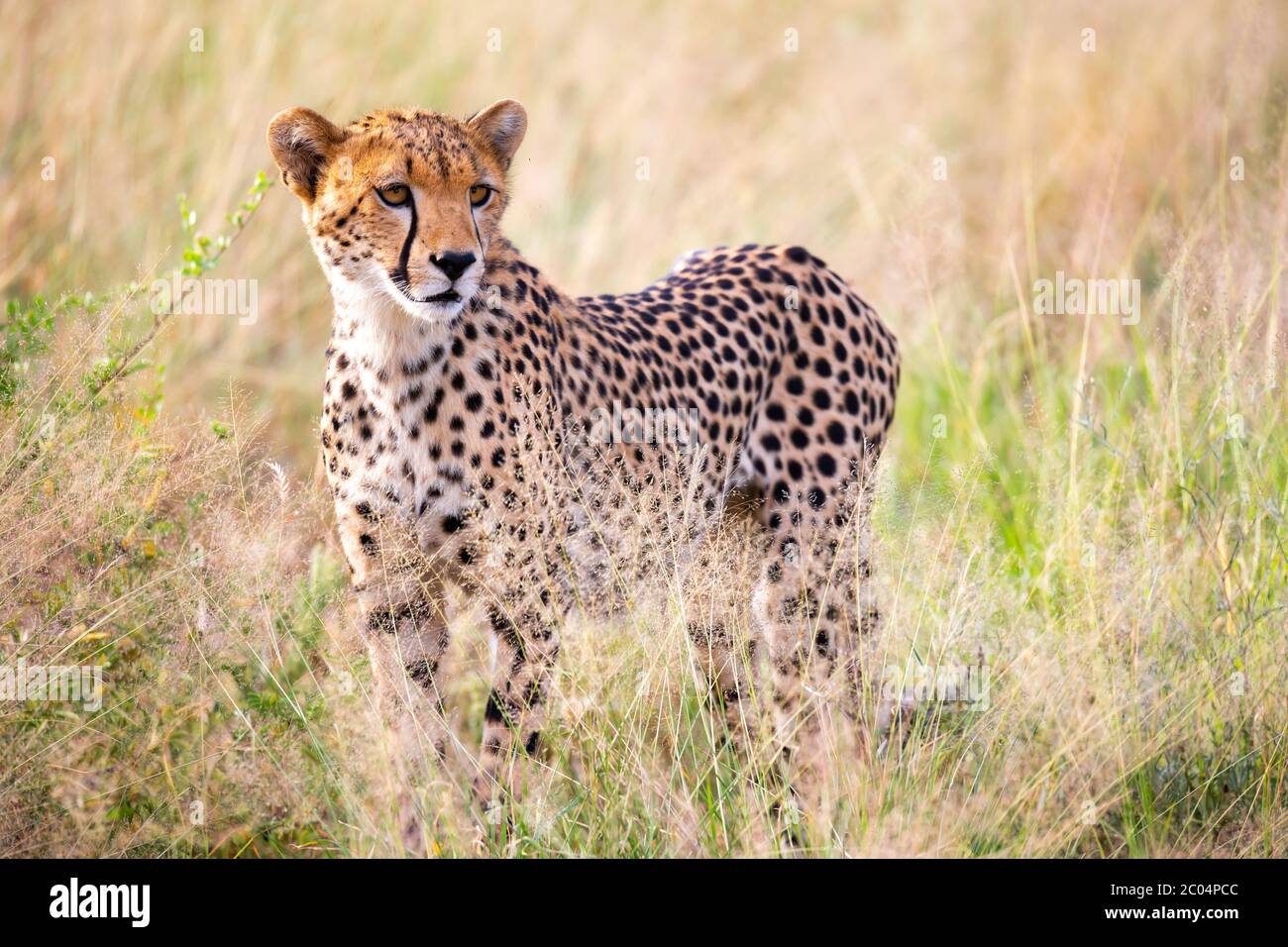 One portrait of a cheetah in the grass landscape Stock Photo - Alamy