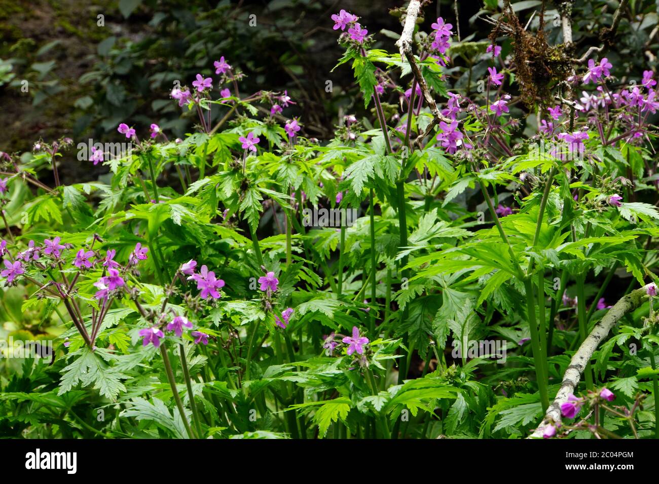 Canary island geranium hi-res stock photography and images - Alamy