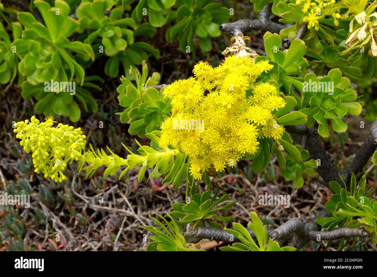 Lindleys hi-res stock photography and images - Alamy